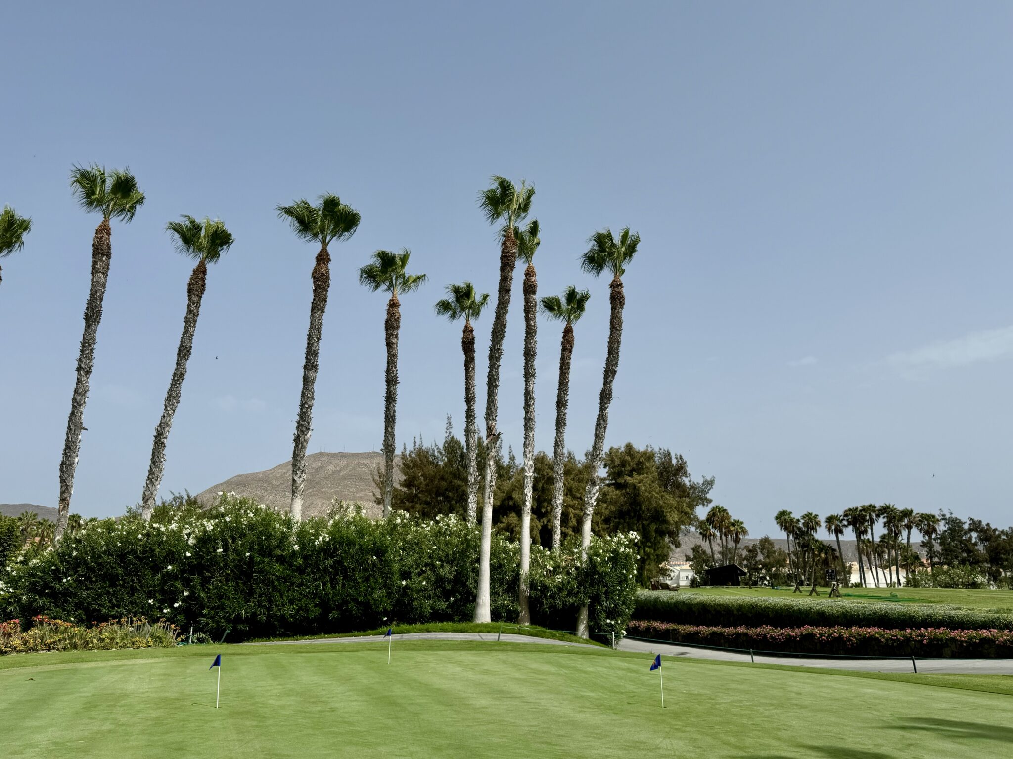 Palm tree pruning – Golf Las Américas